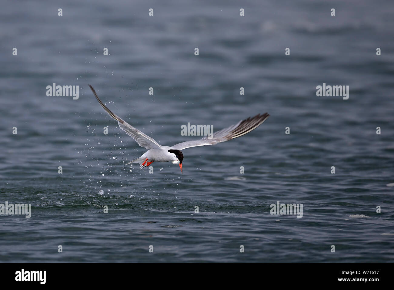 Tern uk sea hi-res stock photography and images - Alamy