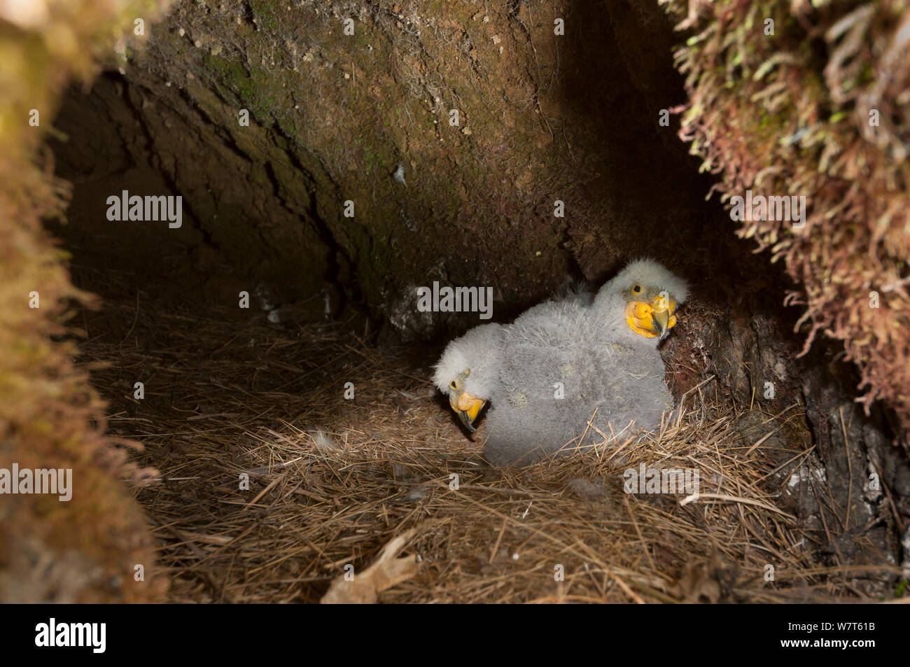 Kea (Nestor notabilis) two week chicks in burrow nest in tussock high ...
