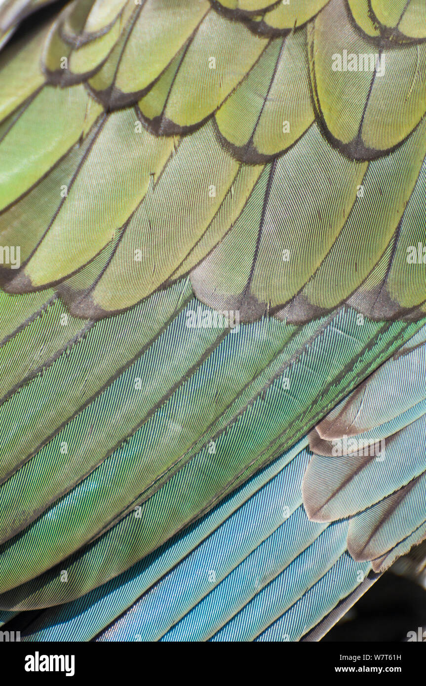 Cheeky birds hi-res stock photography and images - Alamy