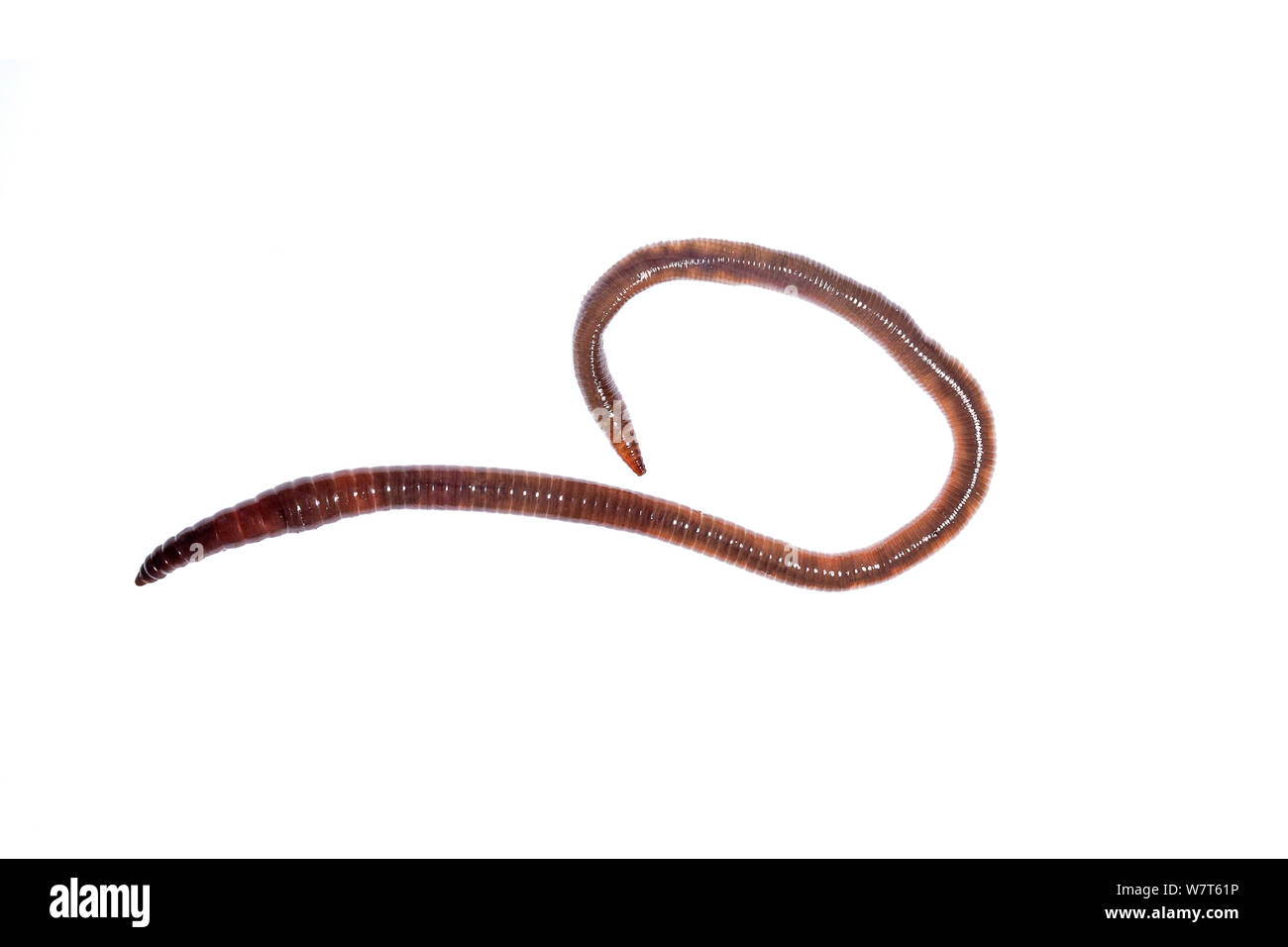 Common earthworm lumbricus terrestris hi-res stock photography and ...