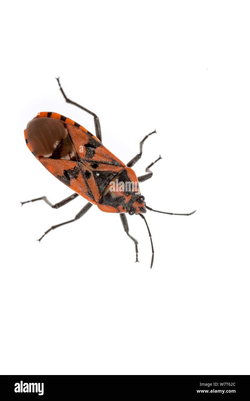 Typical crete Cut Out Stock Images & Pictures - Alamy