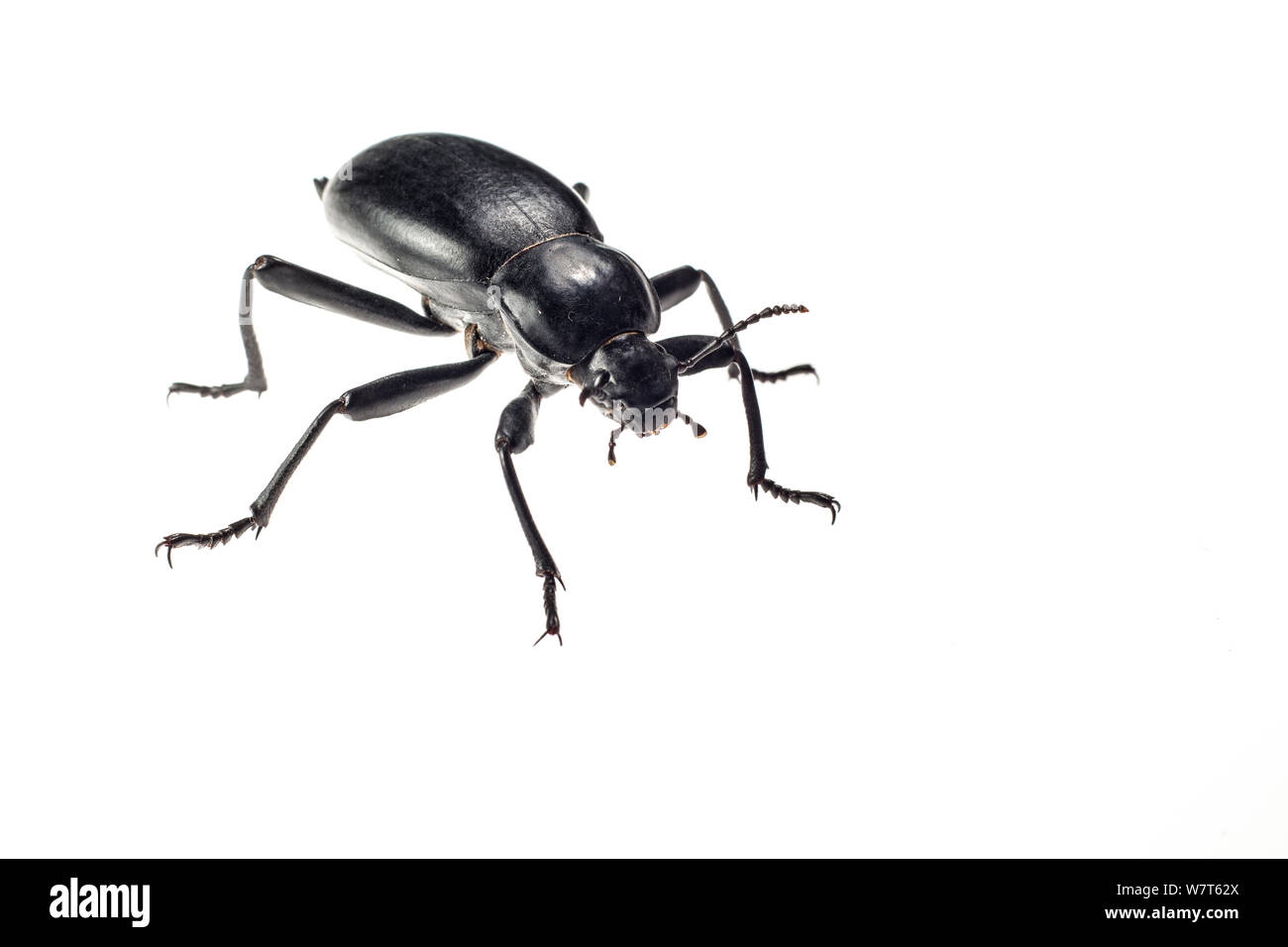 Blaps mucronata hi-res stock photography and images - Alamy