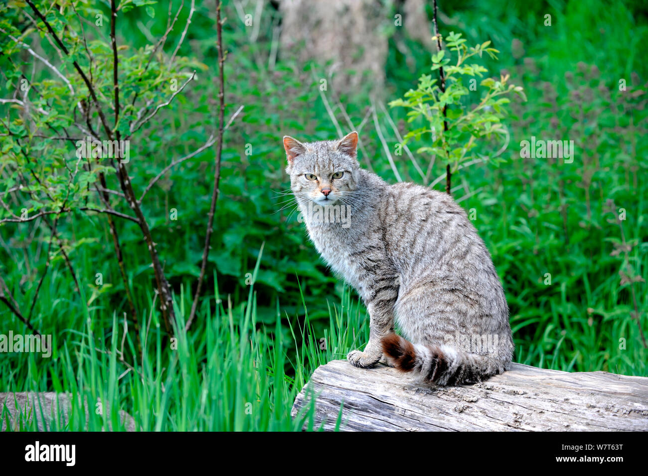 Scottish wildcat (Felis silvestris) on fallen tree, West Country ...