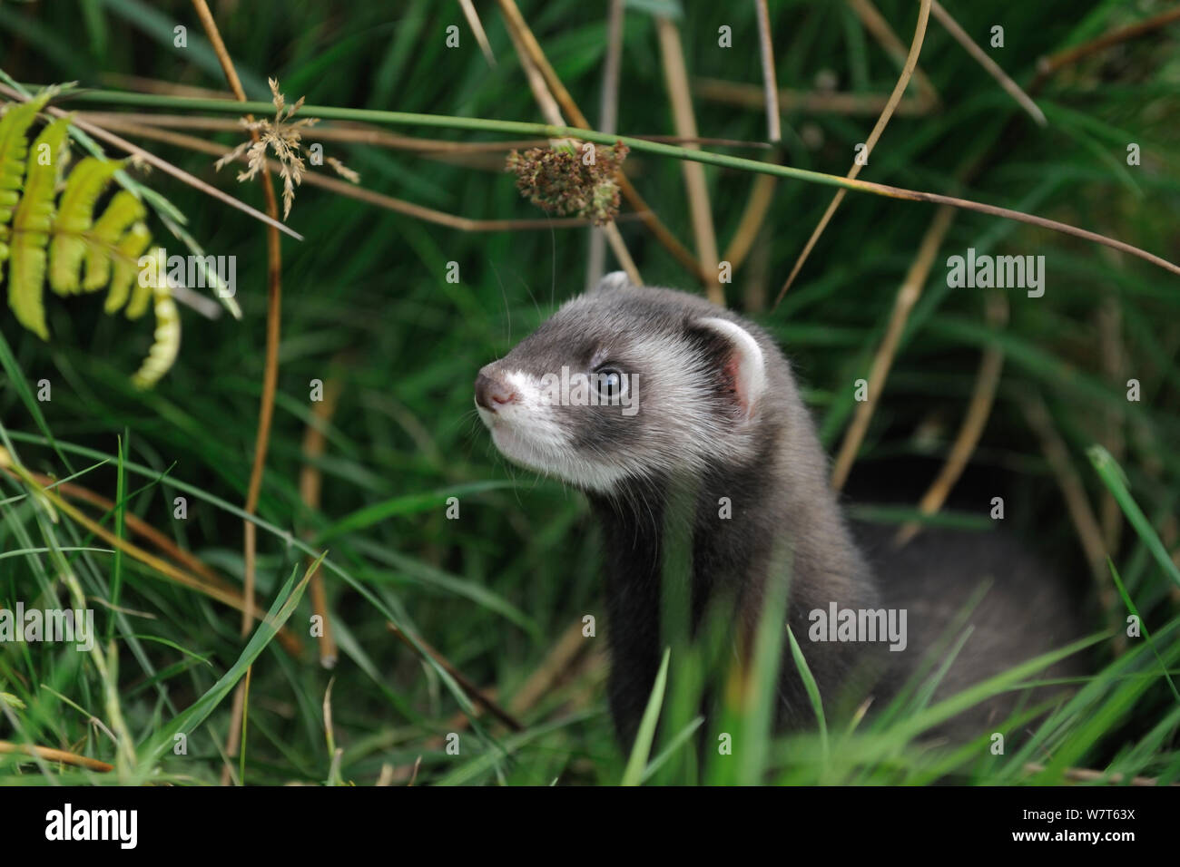Black polecat hi-res stock photography and images - Alamy