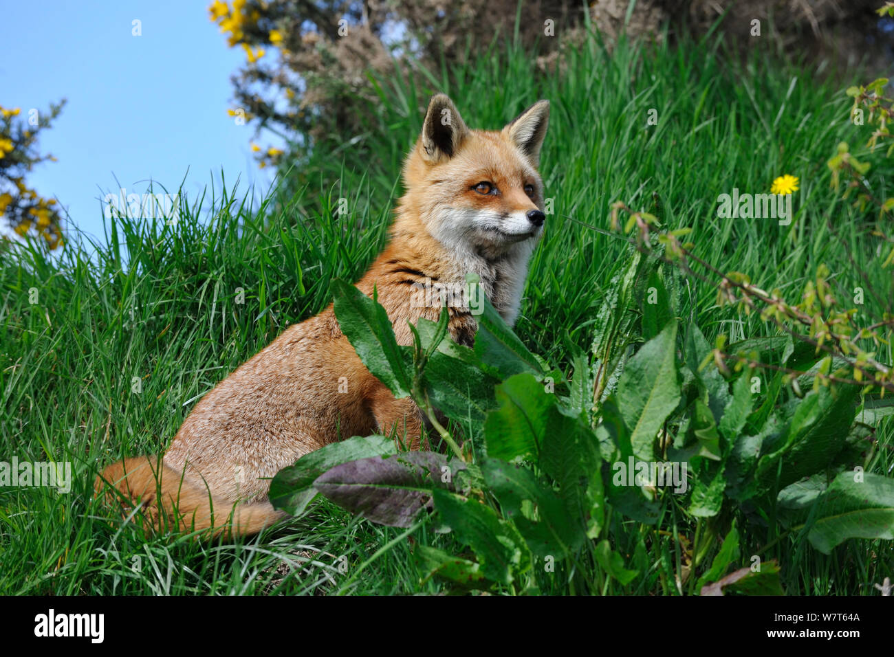 Red fox (Vulpes vulpes) in grass, Devon Wildlife Photography Centre ...