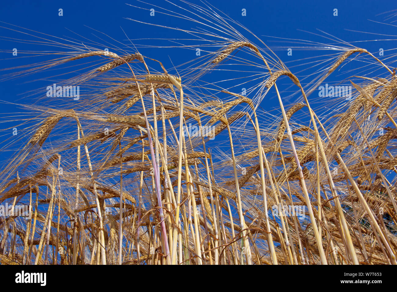 Ripe Barley crop (Hordeum vulgare) ready for harvesting at Salthouse ...