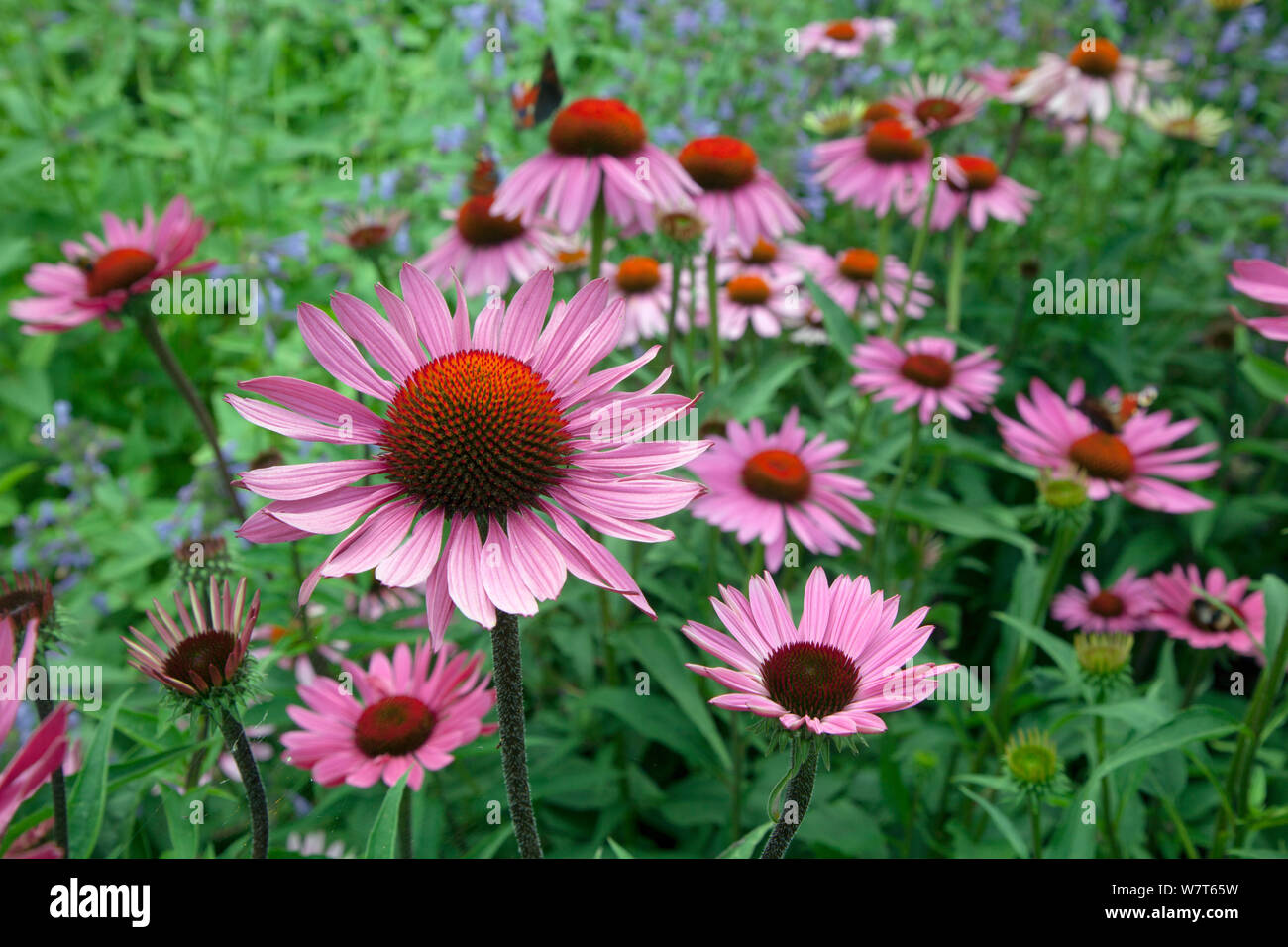 Coneflower (Echinacea purpurea 'rubinstern') in garden, England, UK ...