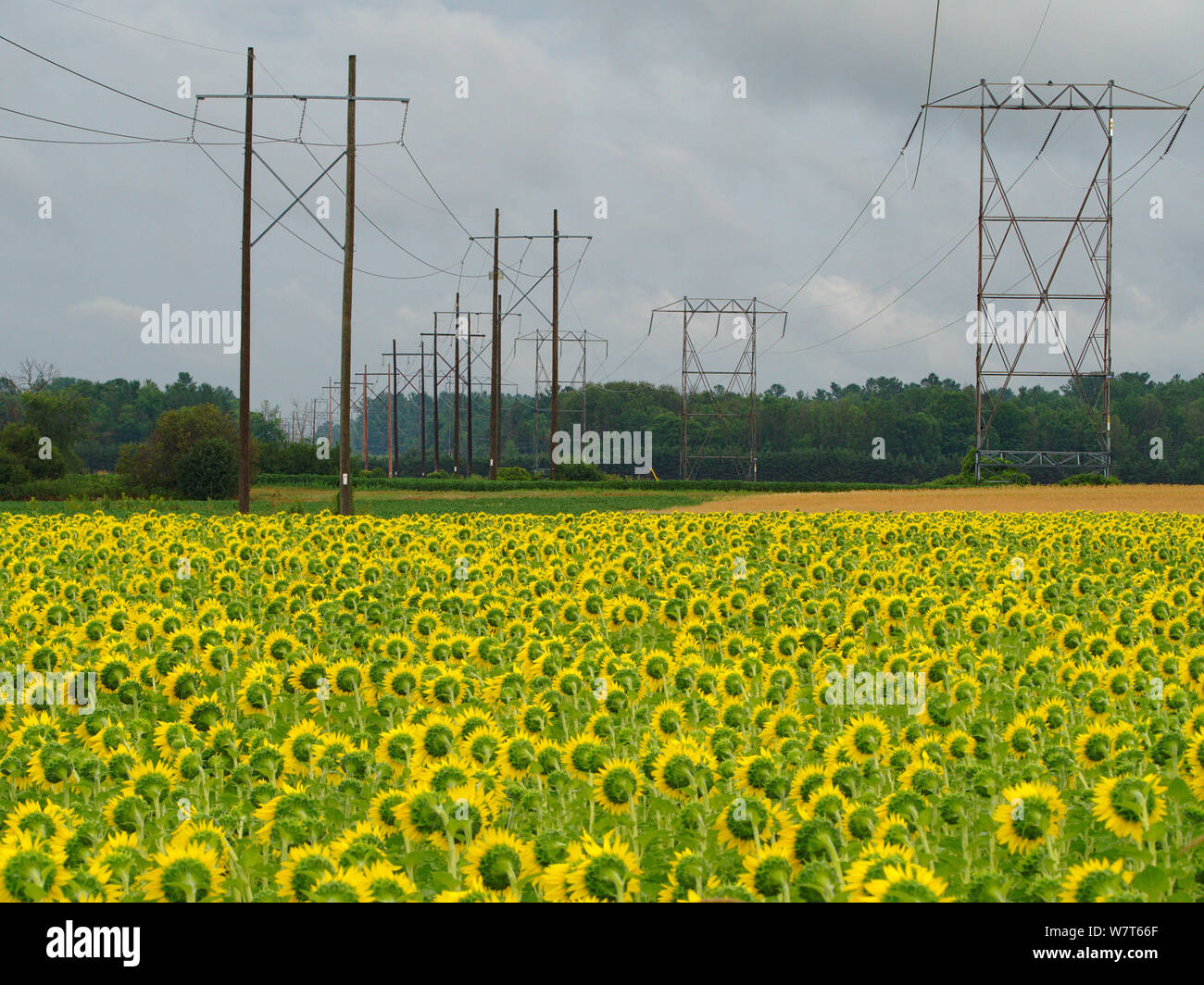 Electricity pylon power lines field hi-res stock photography and images ...