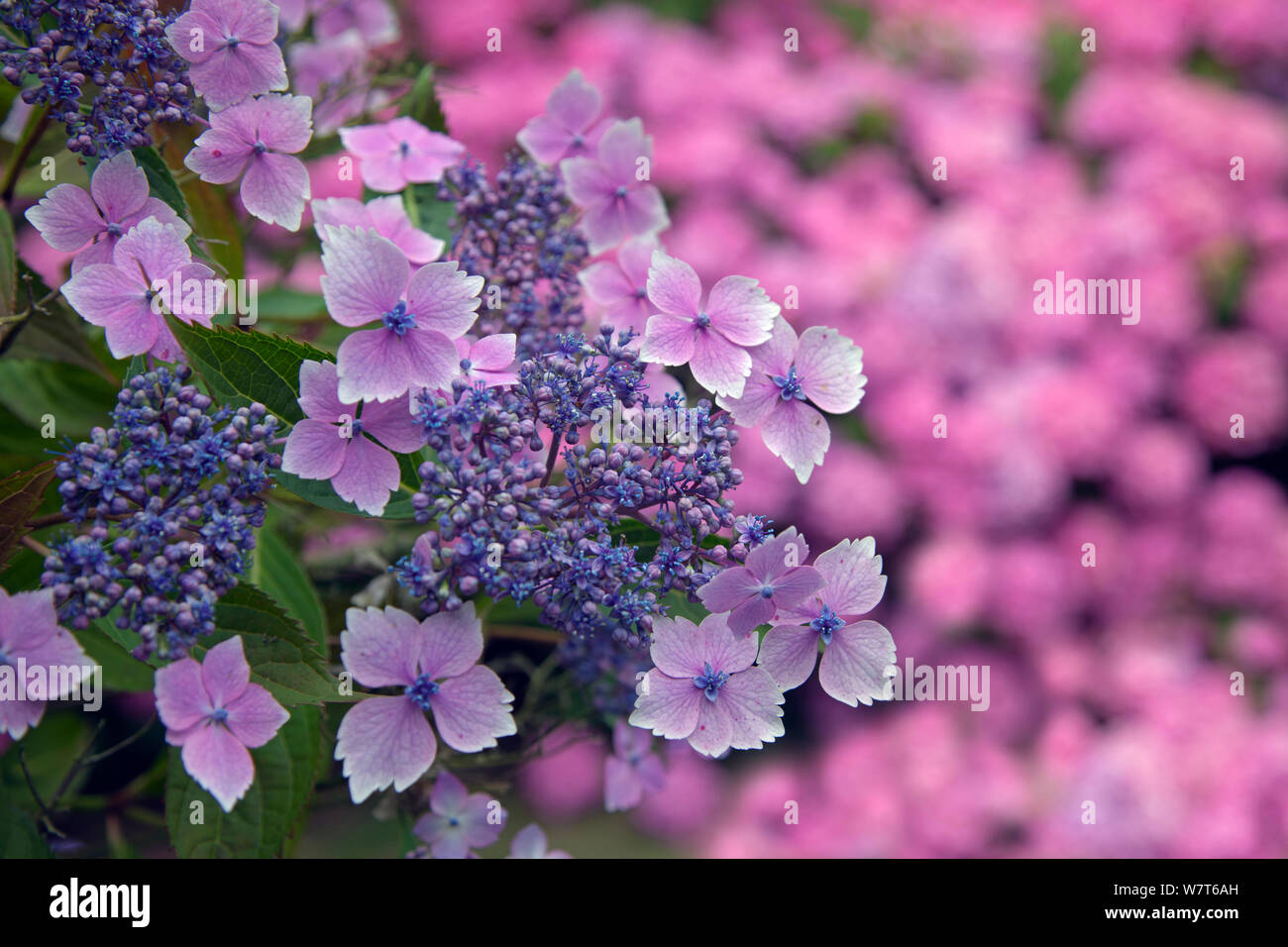 Lace cap hydrangea hi-res stock photography and images - Alamy
