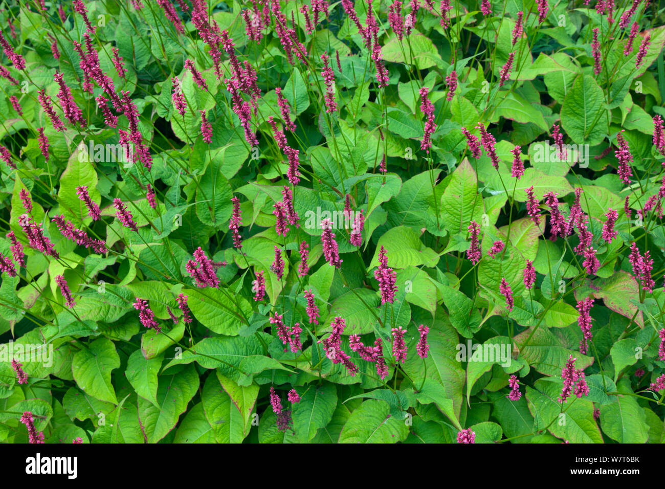 Red bistort (Persicaria amplexicaulis) in bog garden, England, UK ...