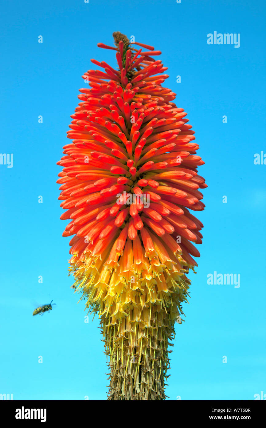 Red Hot Pokers (Kniphofia inearifolia) and wasp (Vespula sp) in garden ...