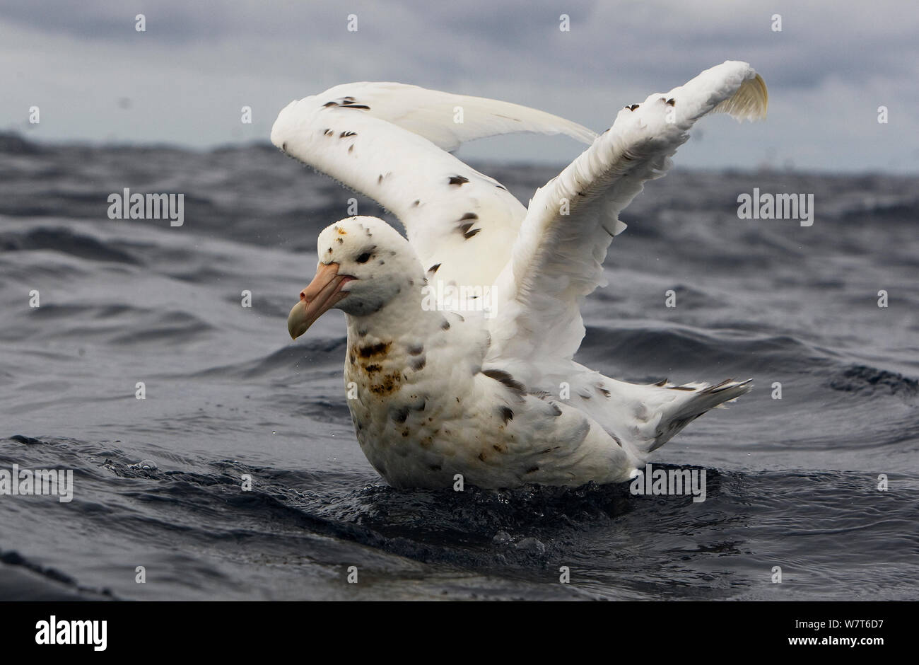 Southern Giant Petrel (Macronectes giganteus), white morph, with oil ...