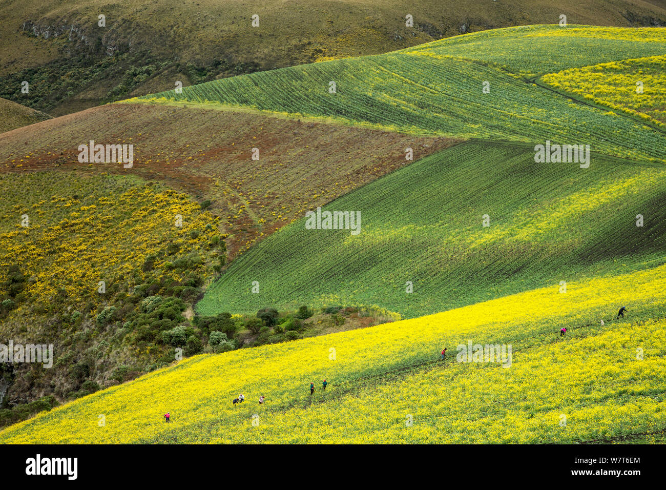 Colourful patterns in fields, Ecuador, September 2010 Stock Photo - Alamy