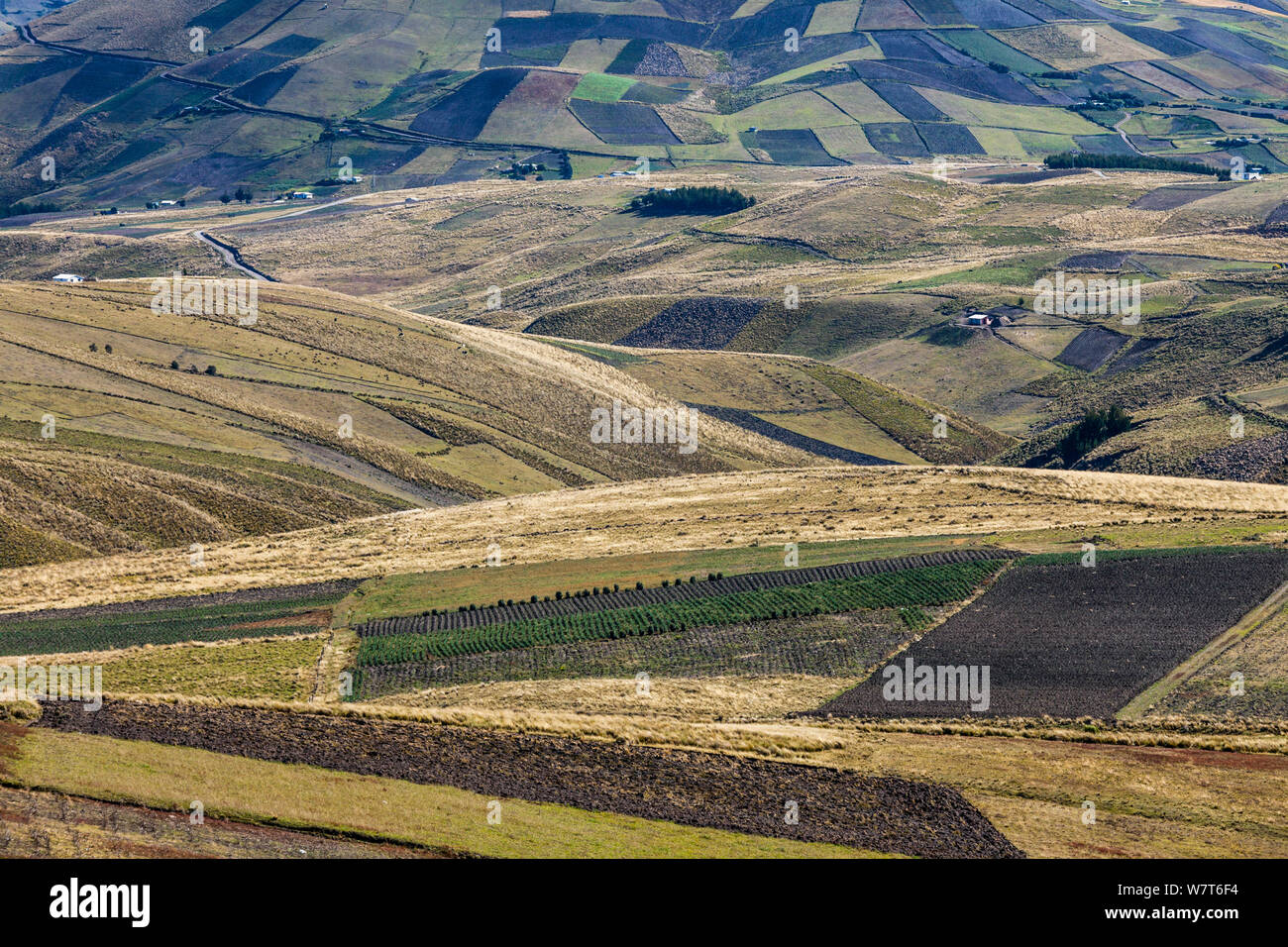 Patchwork of fields, Andes, Ecuador, September 2010 Stock Photo - Alamy