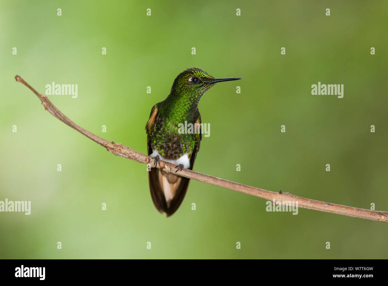 Buff tailed coronet hi-res stock photography and images - Alamy