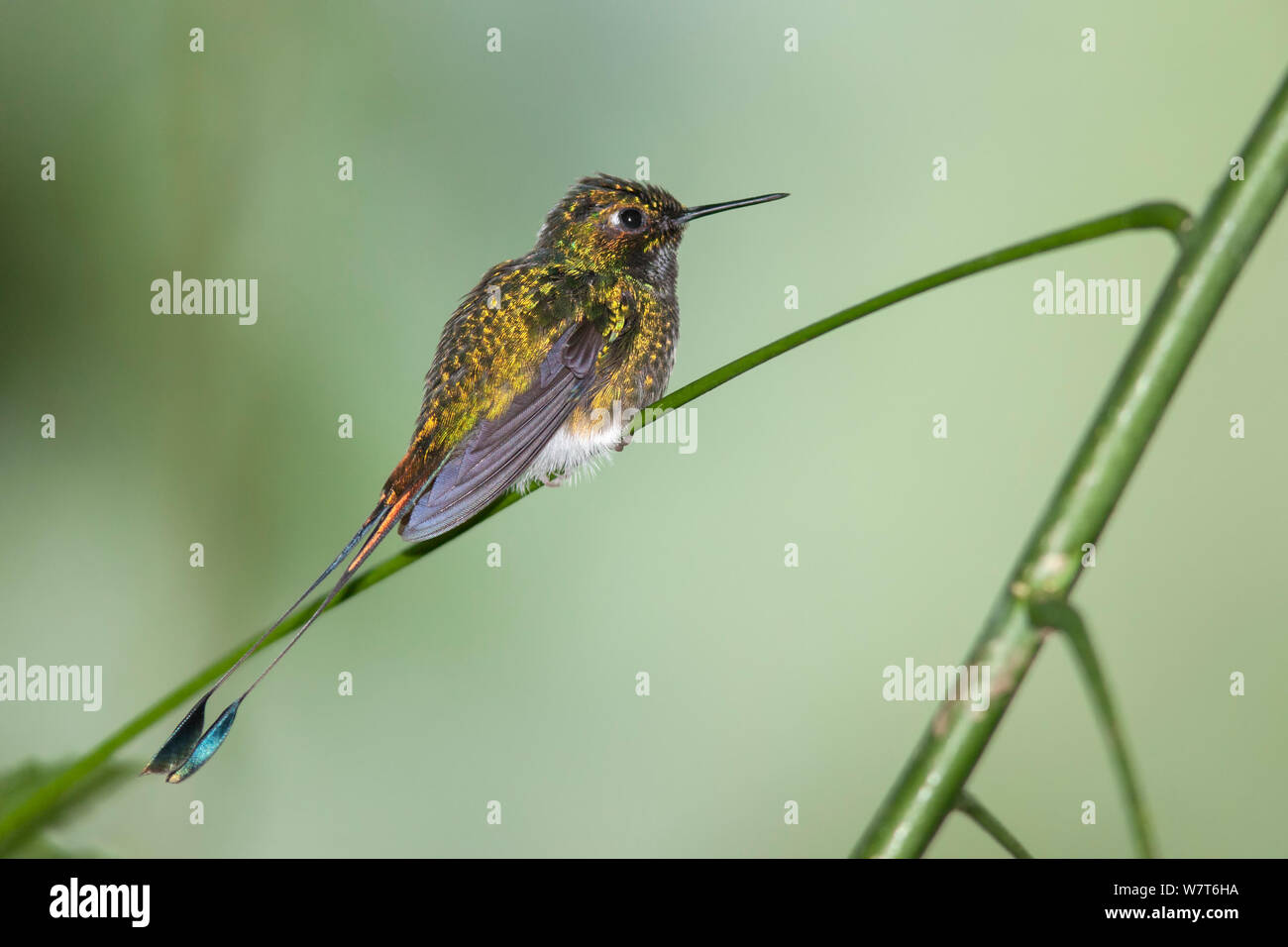 Booted racket tail hummingbird hi-res stock photography and images - Alamy
