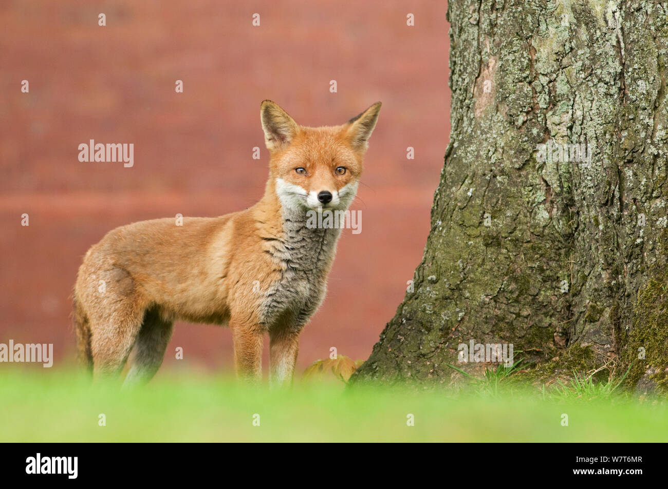 Red Fox (Vulpes vulpes) portrait in an urban area. Glasgow, Scotland ...