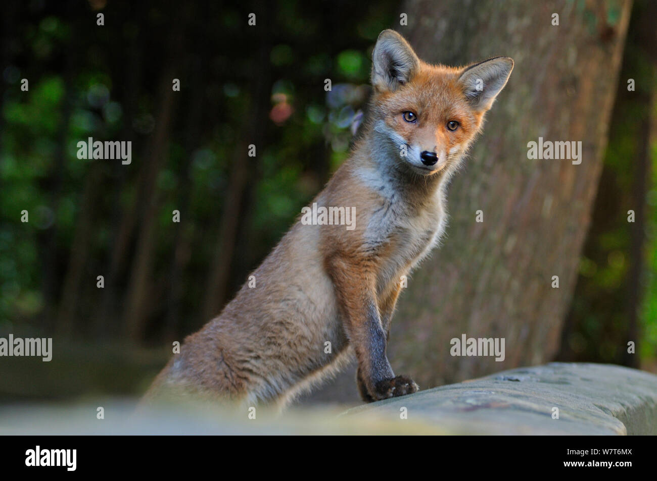 Urban wildlife scotland hi-res stock photography and images - Alamy
