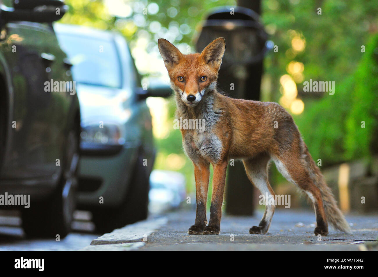 Red fox car scotland hi-res stock photography and images - Alamy
