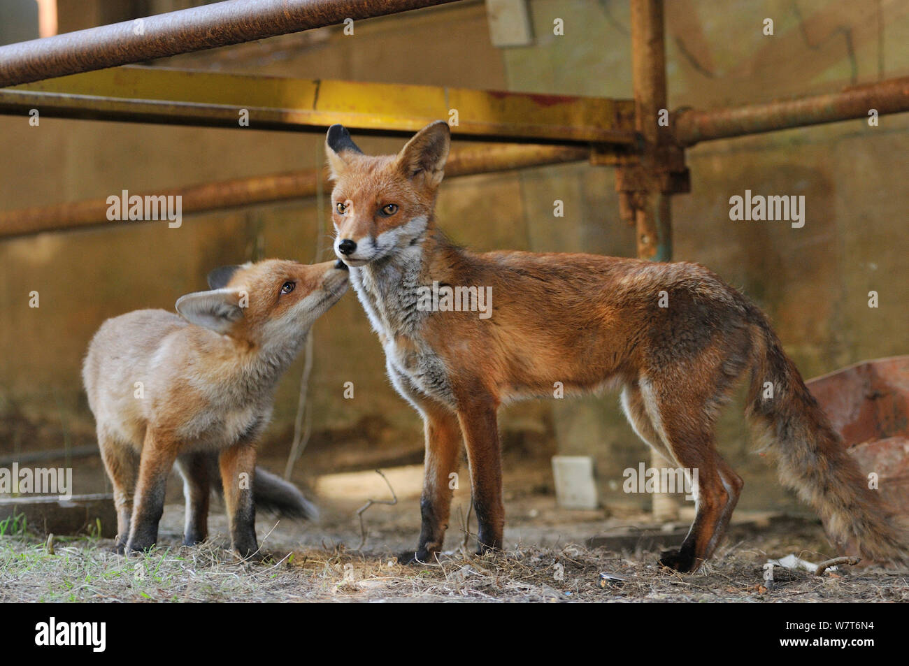Red Fox (Vulpes vulpes) portrait of parent and cub in an urban area ...