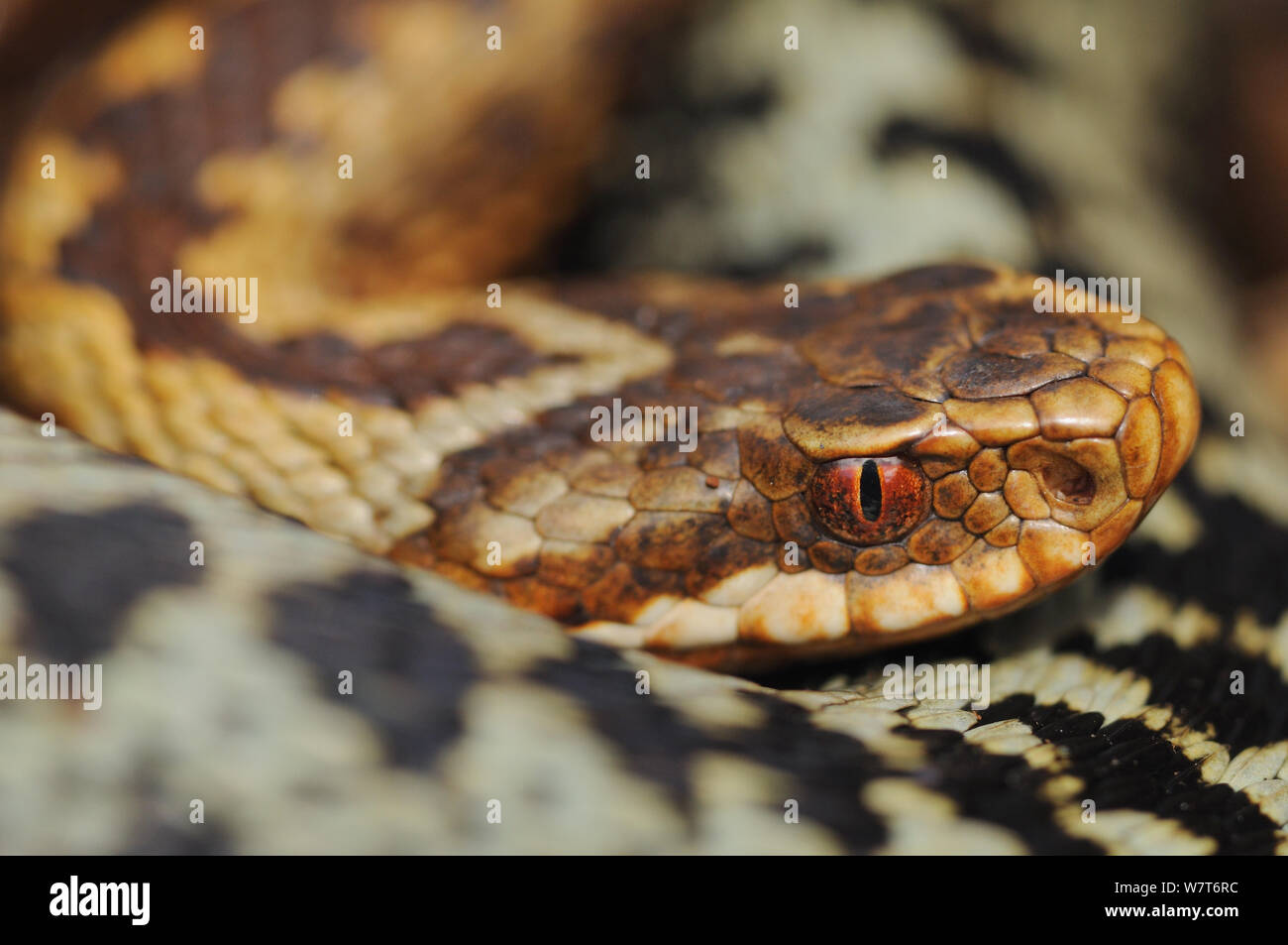 Adder scotland hi-res stock photography and images - Alamy