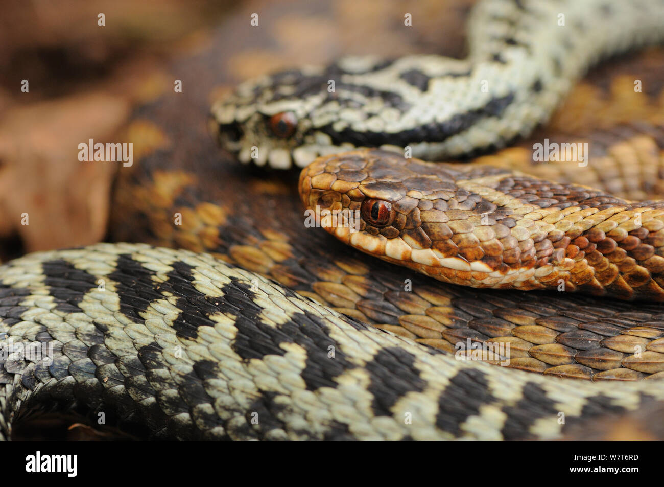Adder scotland hi-res stock photography and images - Alamy