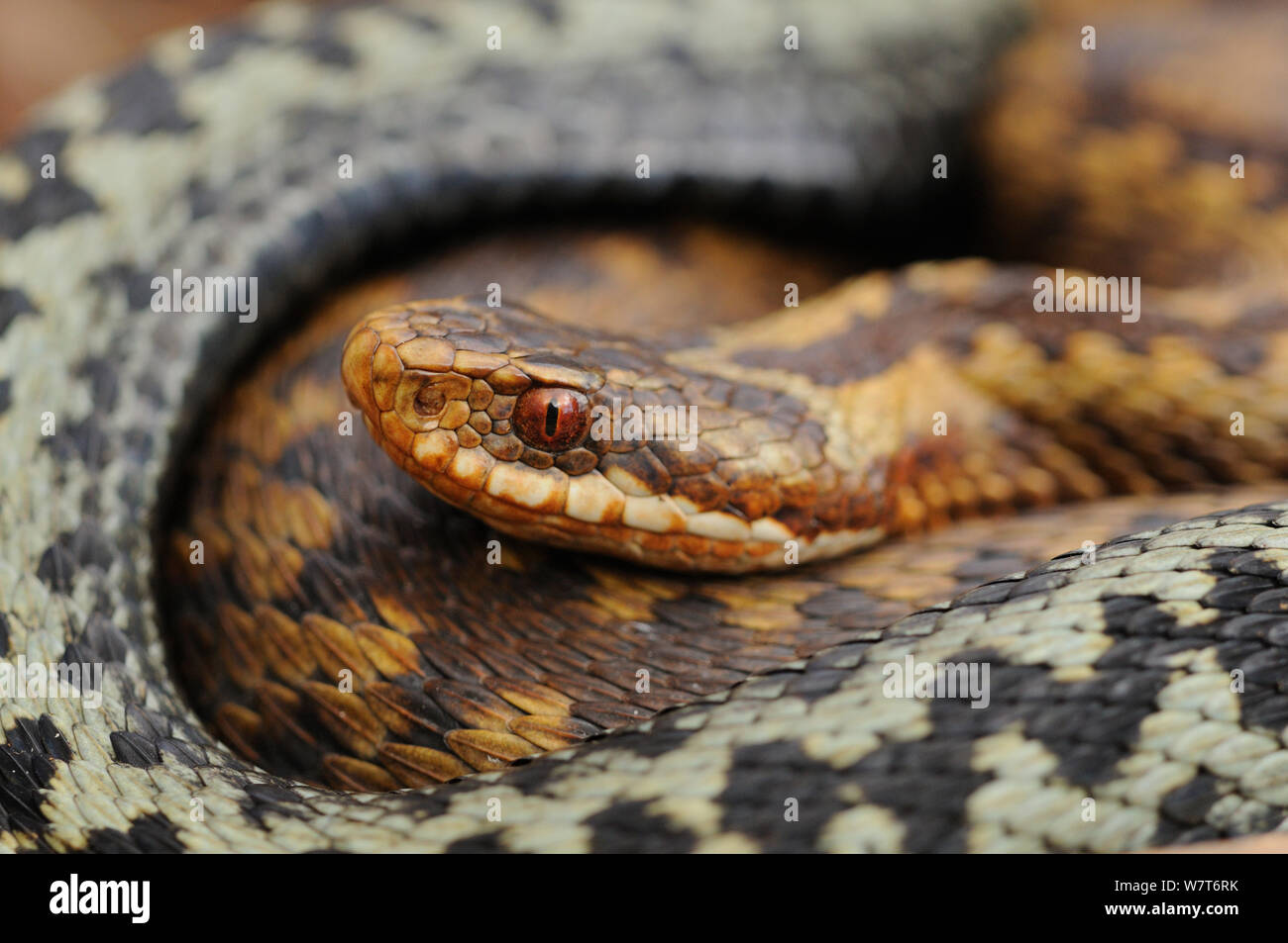 Adder Scotland High Resolution Stock Photography and Images - Alamy
