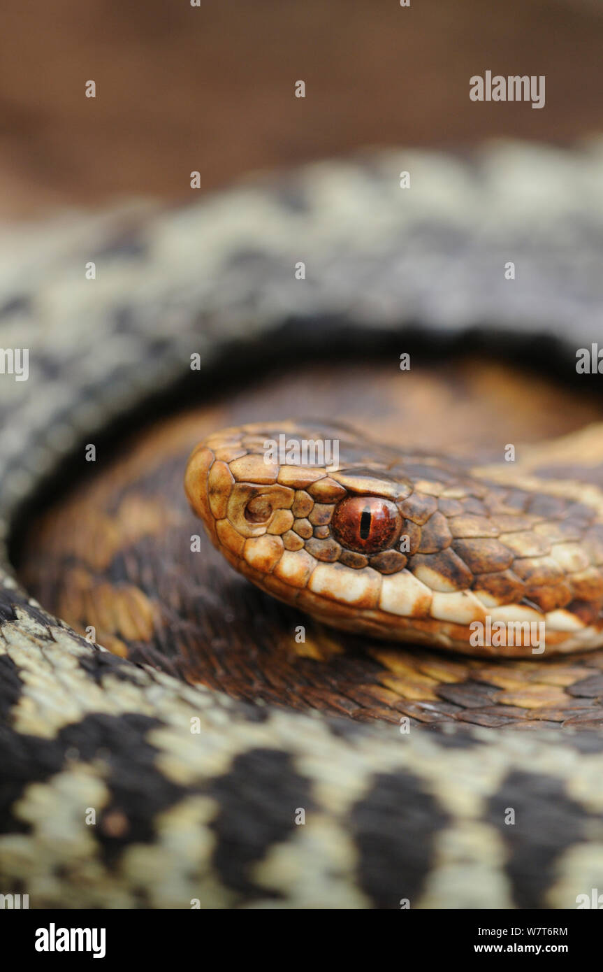 Male And Female Northern Adder Vipera Berus High Resolution Stock ...