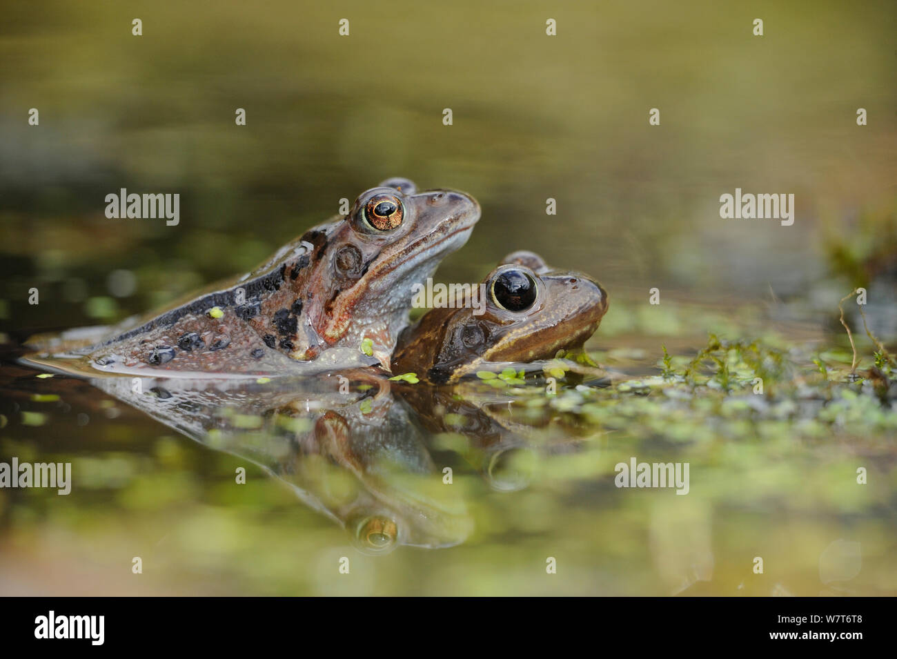 Common Frog (Rana temporaria) pair mating in a garden pond. Perthshire ...