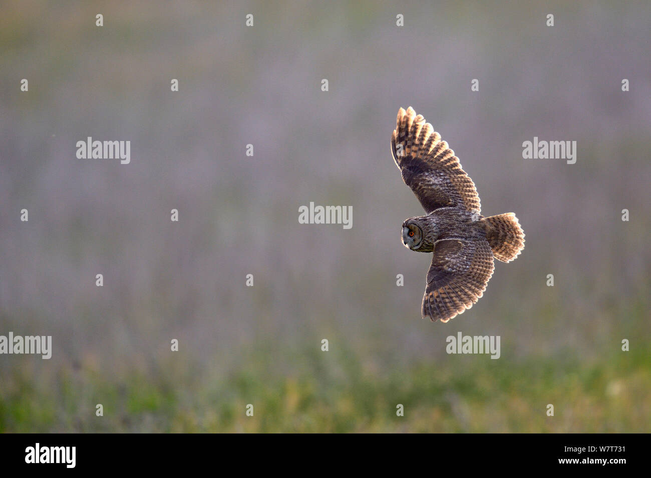 Long eared owl flight hi-res stock photography and images - Alamy