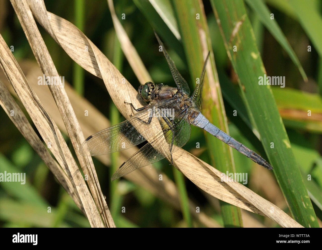 Male Black Tailed Skimmer High Resolution Stock Photography and Images ...