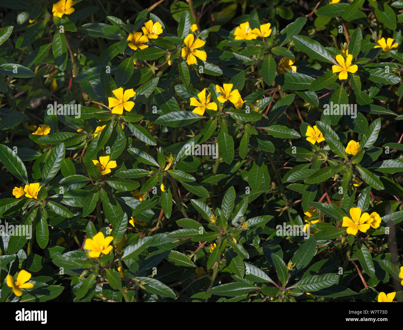 Floating primrose-willow (Ludwigia peploides), Marais breton, Britany ...