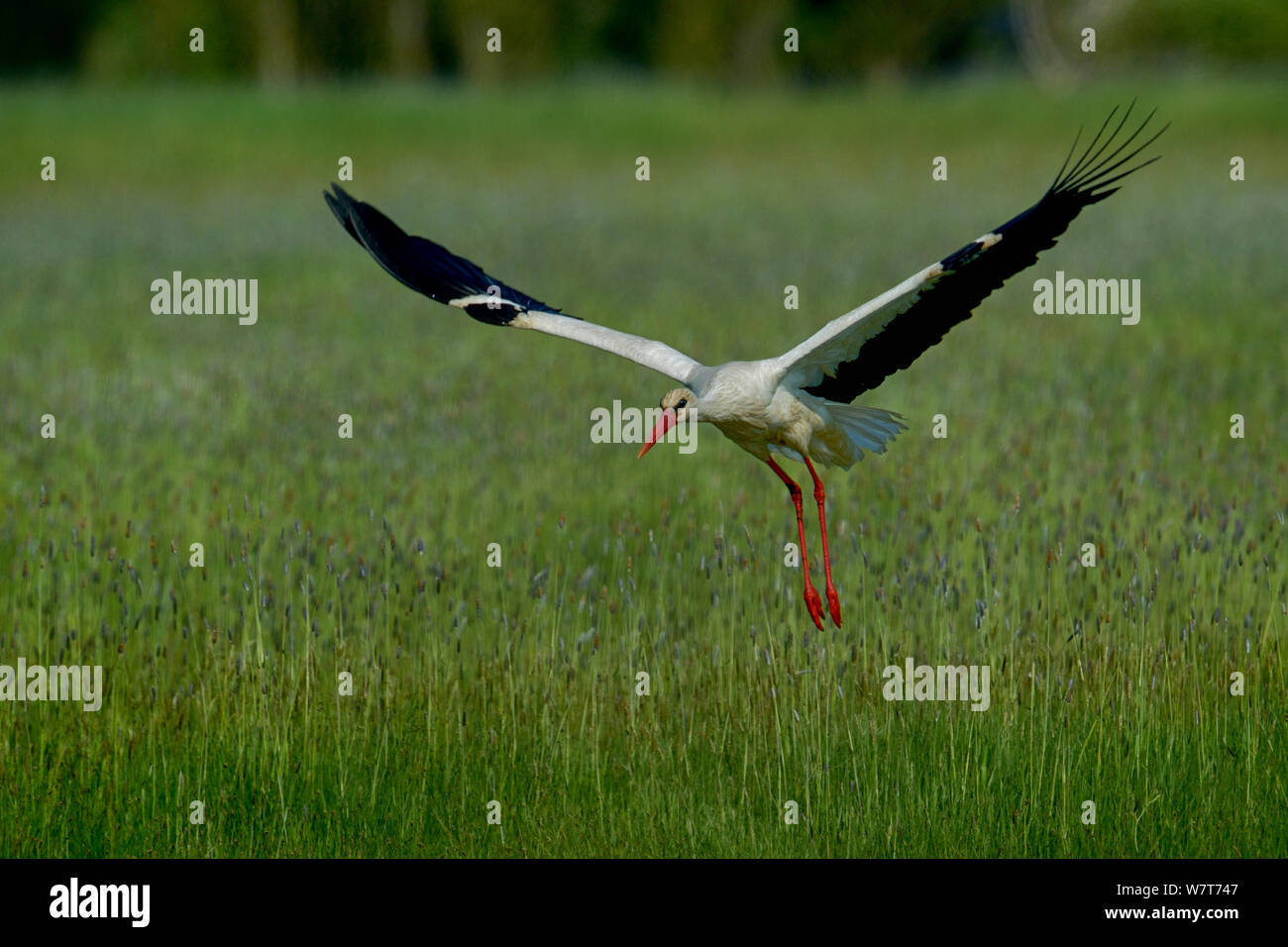 White stork (Ciconia ciconia) in flight, Marais breton, Brittany ...
