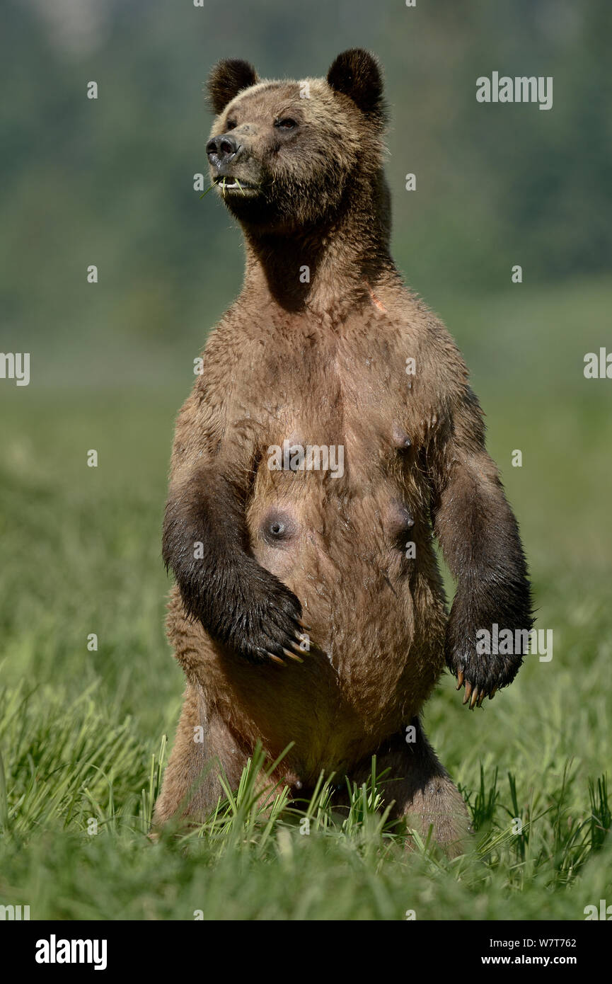 Brown bear standing up hi-res stock photography and images - Alamy