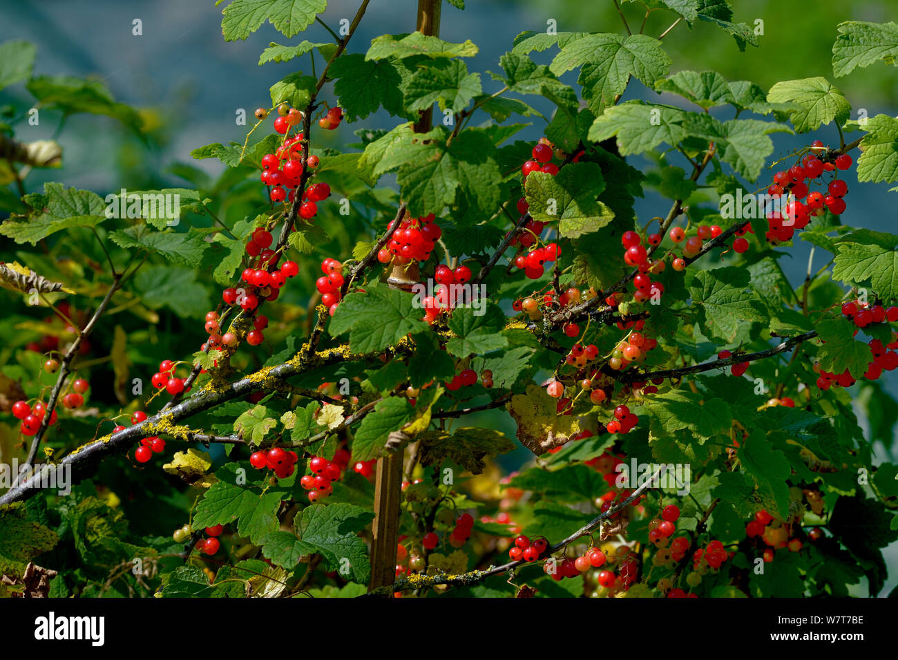 Grossularia rubra hi-res stock photography and images - Alamy