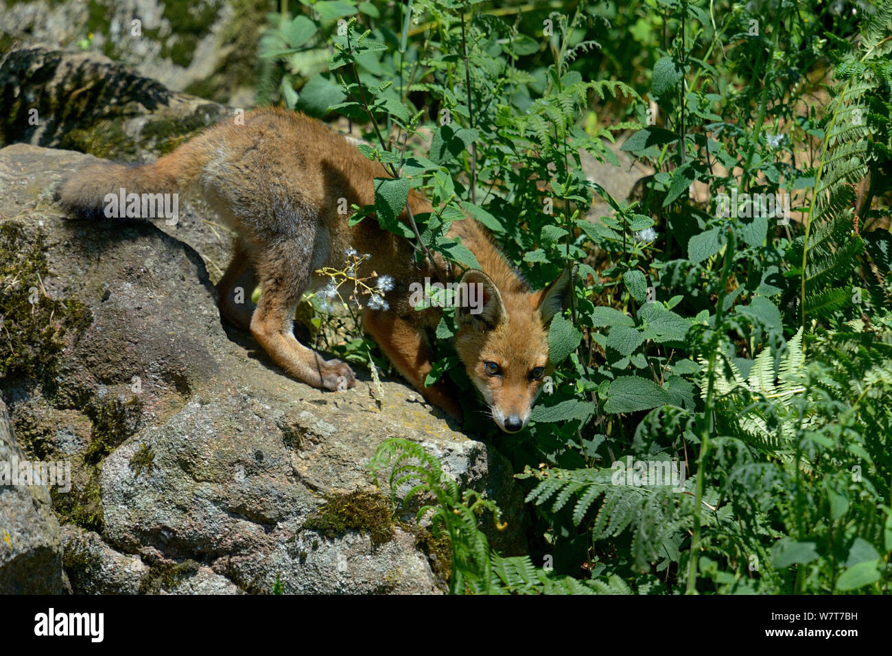 Red fox (Vulpes vulpes) cub, France, June Stock Photo - Alamy