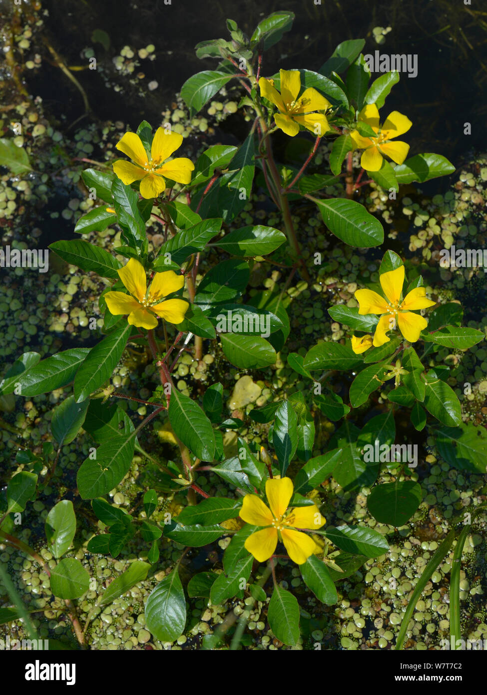 Floating primrose-willow (Ludwigia peploides), Marais breton, Brittany ...