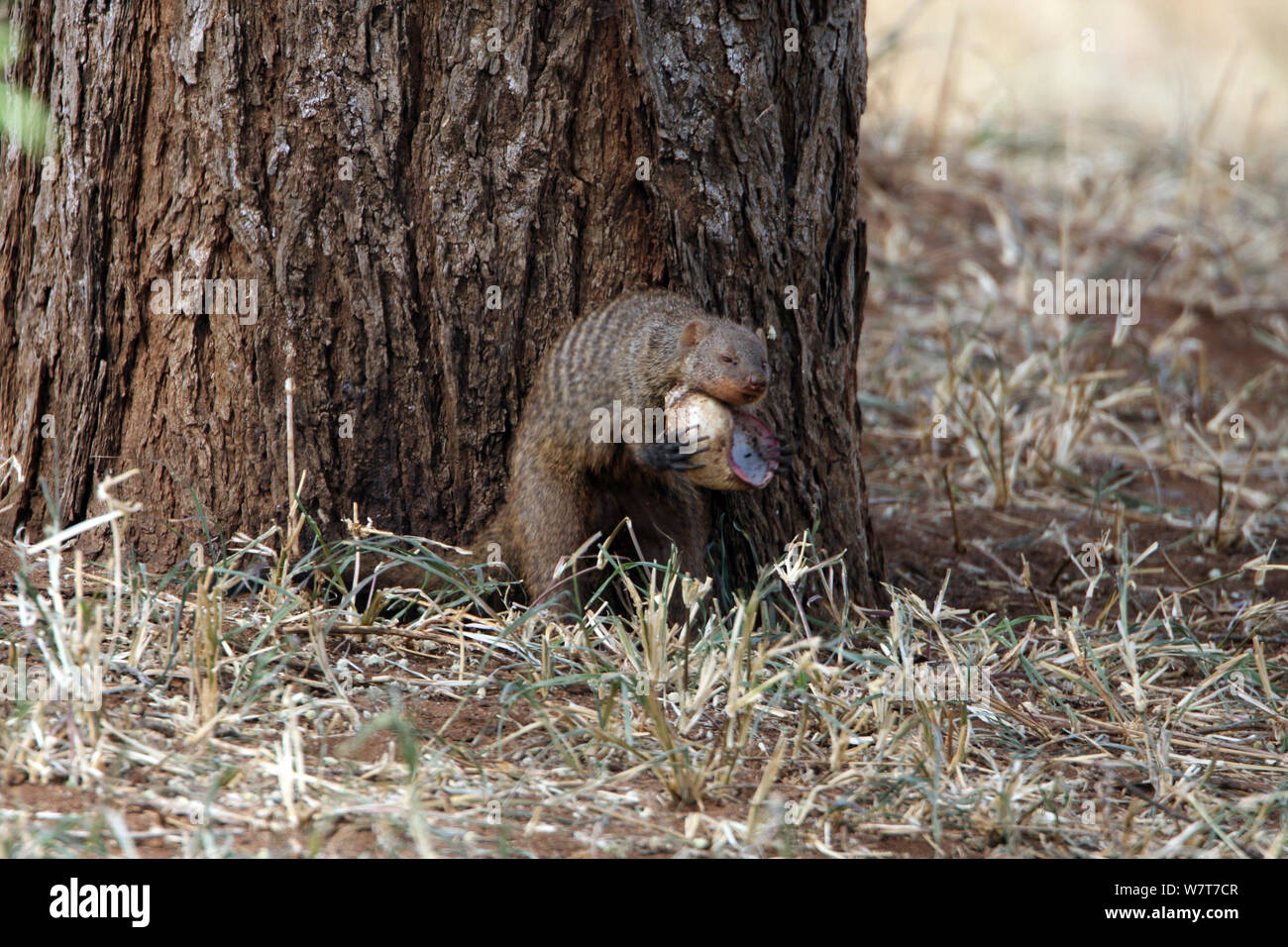 Banded mongoose mungos mungo feeding hi-res stock photography and ...