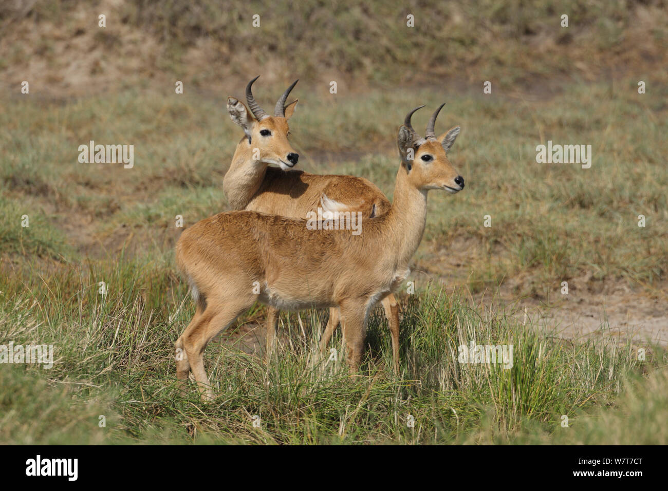 Redunca redunca bohor hi-res stock photography and images - Alamy