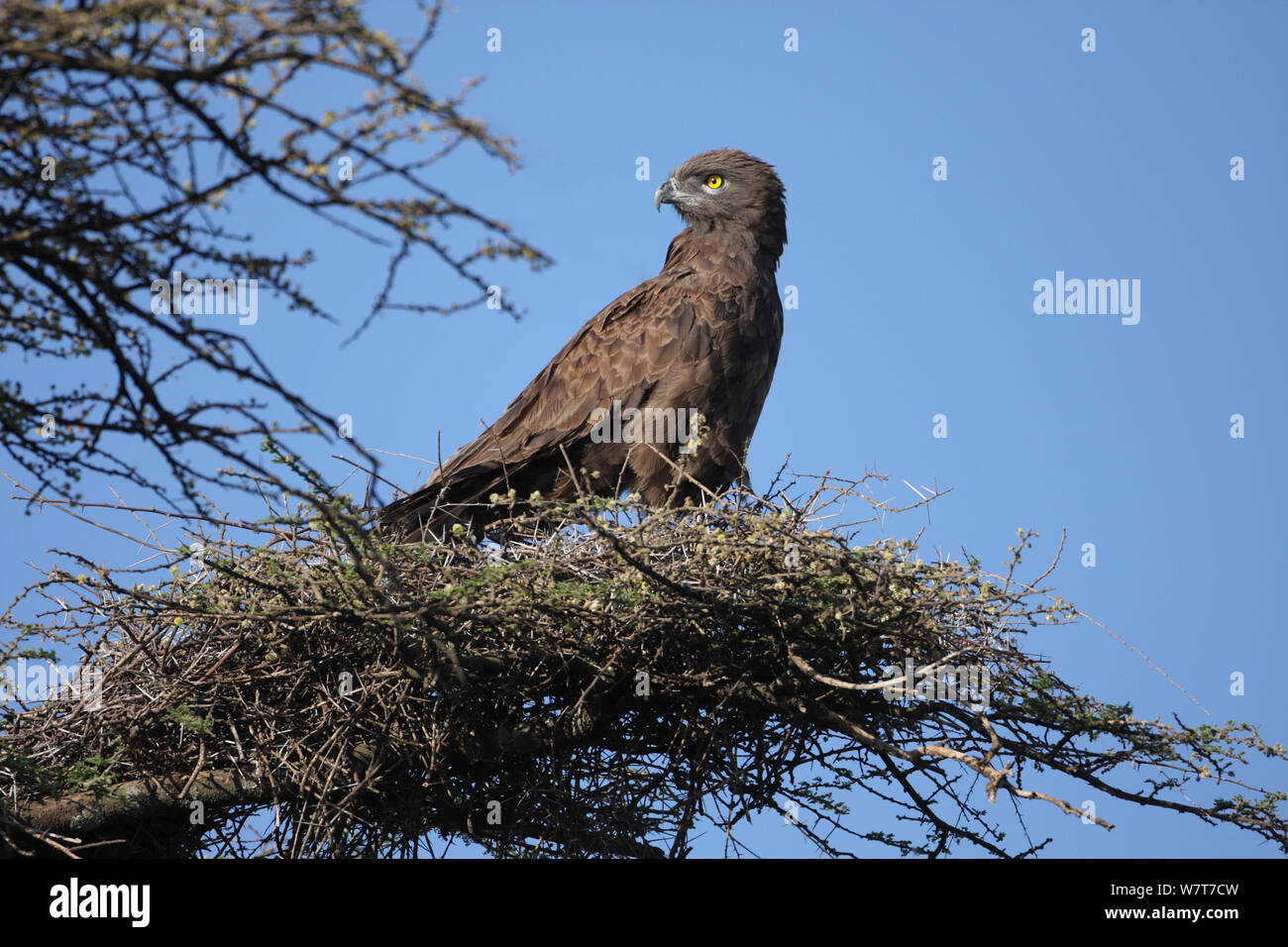Brown Snake Eagle (Circaetus cinereus) perched in Acacia tree ...