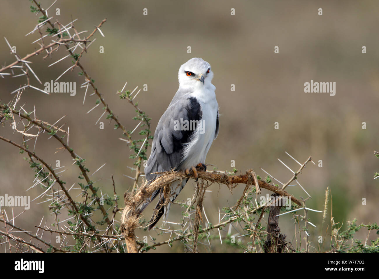 The black shouldered kite elanus axillaris hi-res stock photography and ...