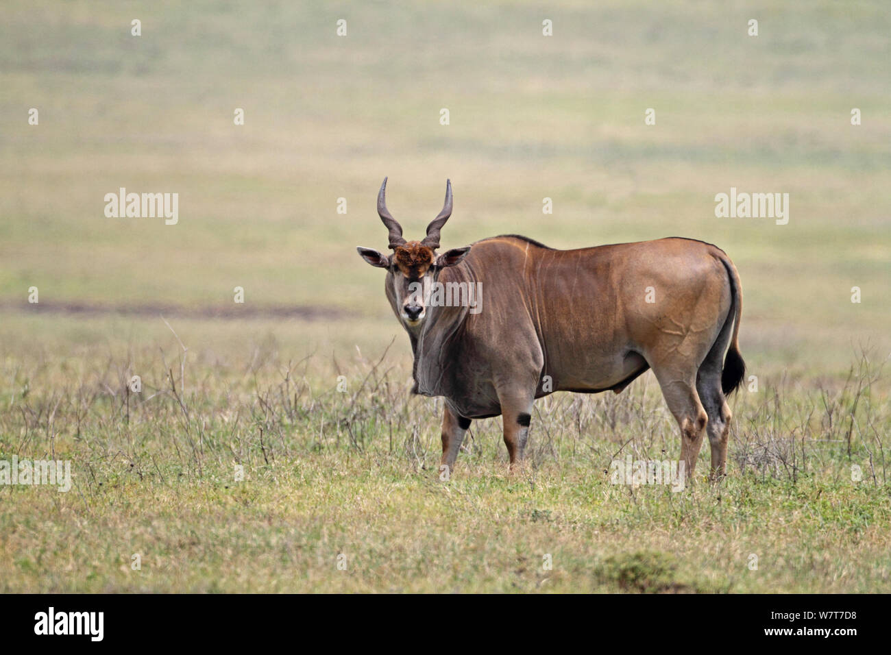 Common eland (Taurotragus oryx) standing in grasss, Ngorongoro crater ...