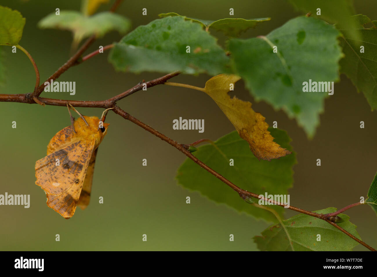 September thorn moth hi-res stock photography and images - Alamy