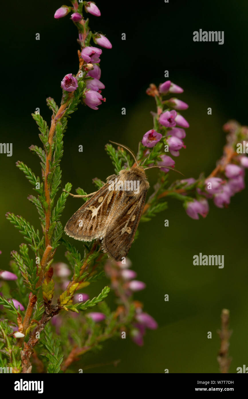Antler moth (Cerapteryx graminis) on heather, Sheffield, England, UK ...