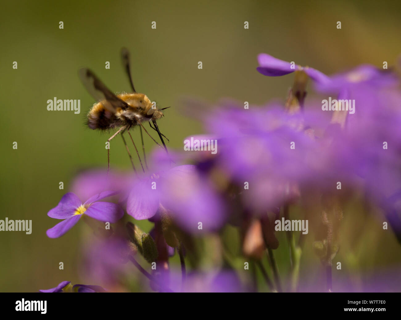Brown edged bee fly (Bombylius major) feeding, Sheffield, South ...