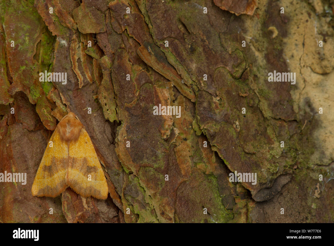 Centre-barred Sallow (Atethmia centrago) moth, adult resting on Scots ...