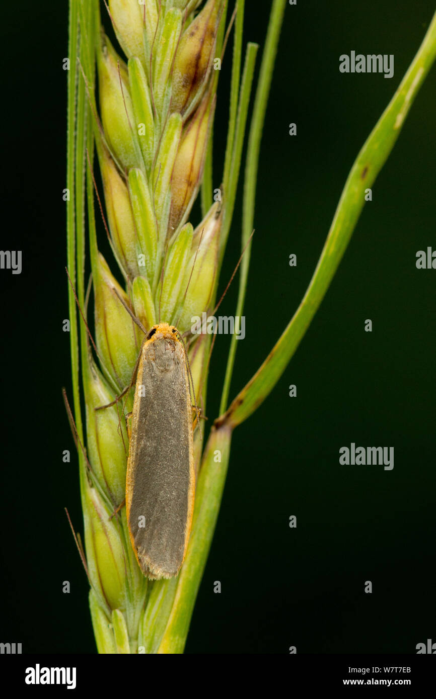 Common footman eilema lurideola hi-res stock photography and images - Alamy