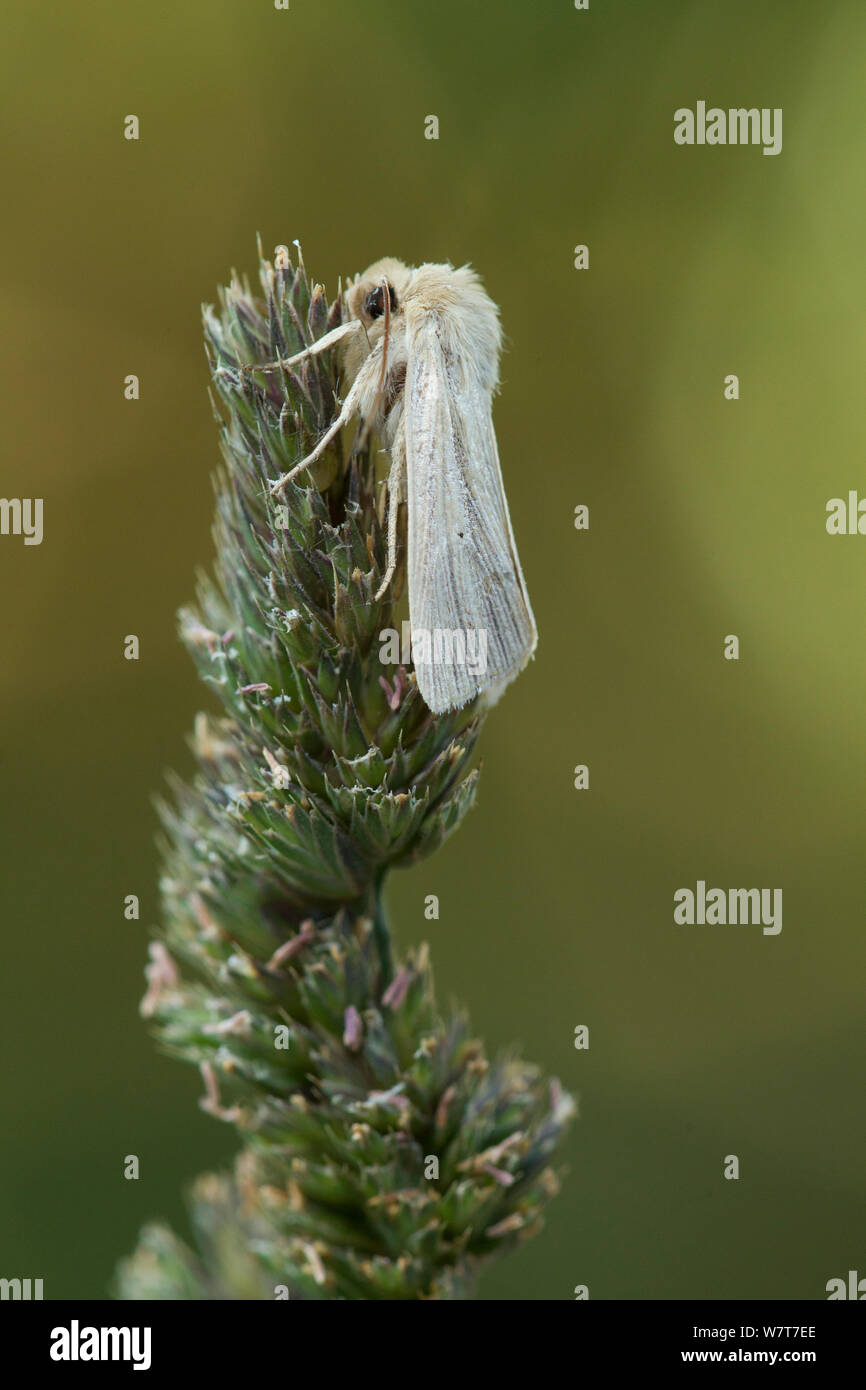 Common wainscot hi-res stock photography and images - Alamy