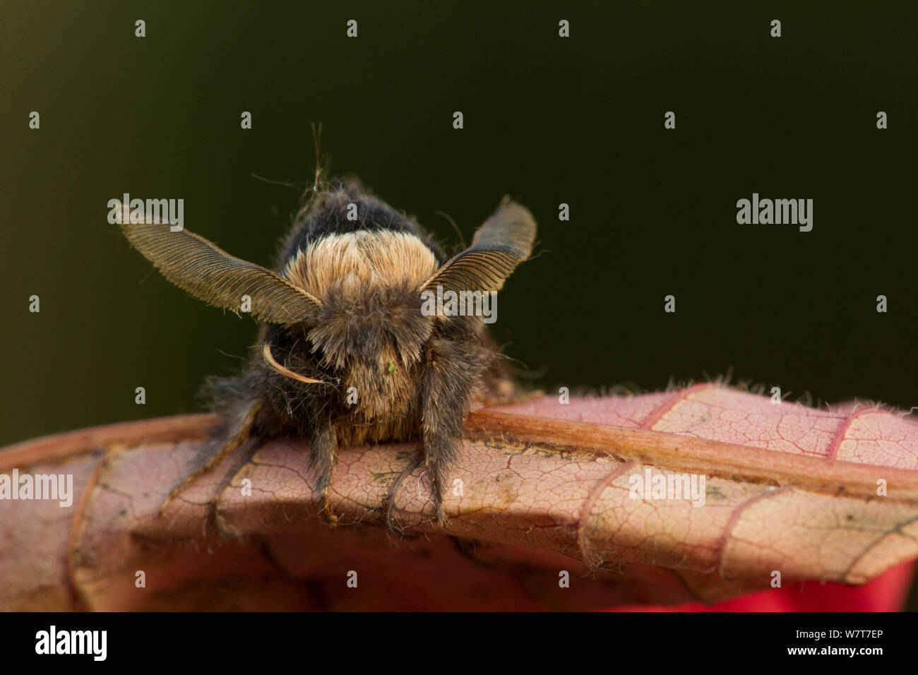 December moth adult (Poecilocampa populi) on leaf, Sheffield, England ...