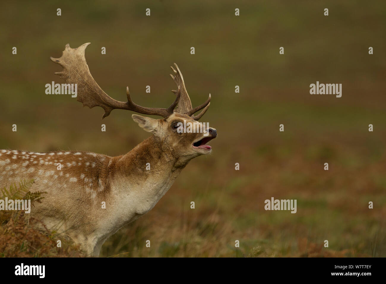 Fallow Deer (Dama dama) male roaring during rut, Leicestershire ...